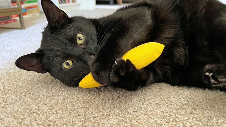 10 Best Catnip Toys (Reviews) – CADA BRICKS®